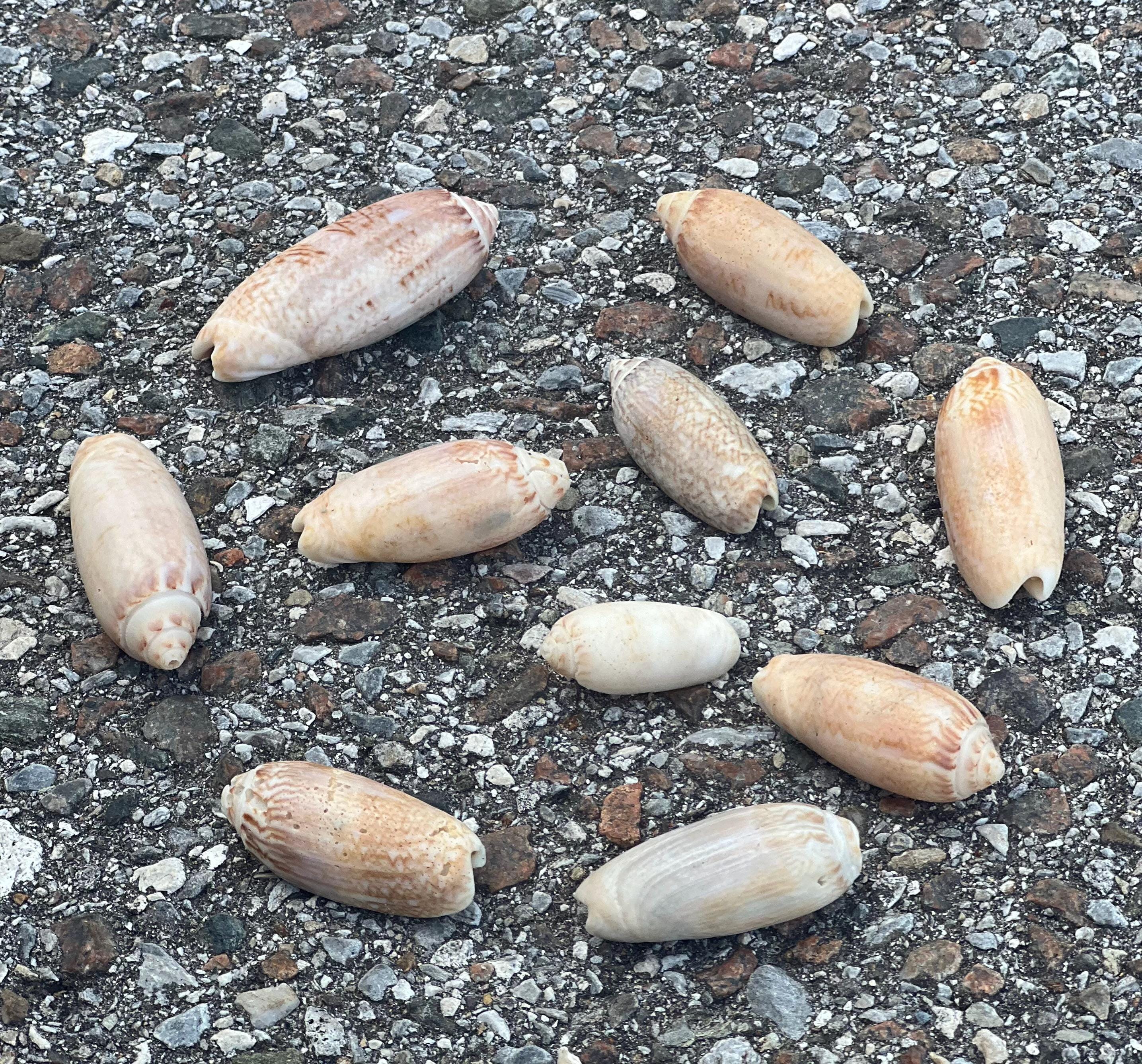 10 Lettered Olive Shells – Authentic Florida Gulf Coast Collection ...