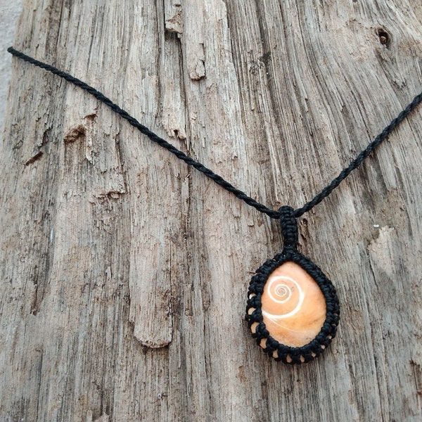 Operculum Shell - Etsy