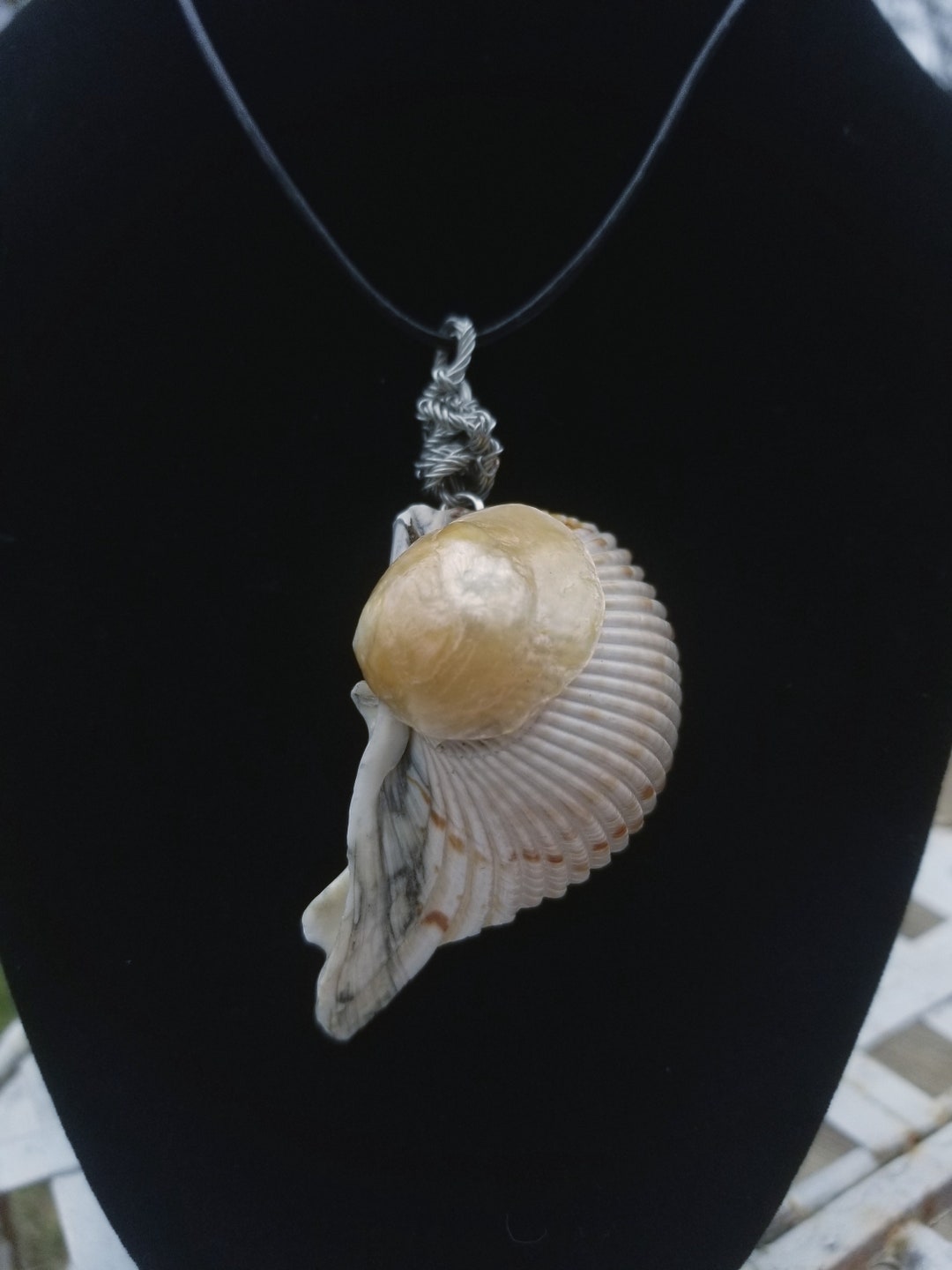 Horizon (uniquely Broken Clam Shell Topped W/ Jingle Shell (anomia ...