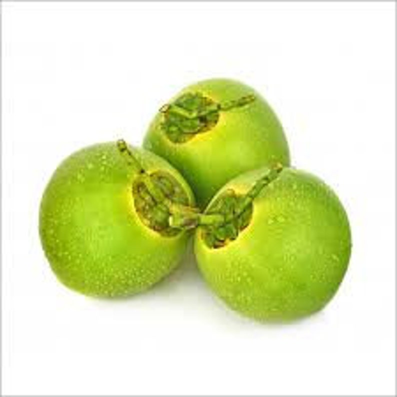 Caribbean Green Young Coconut(jelly& Water) 1 Case - WILD CRAFTED - Etsy