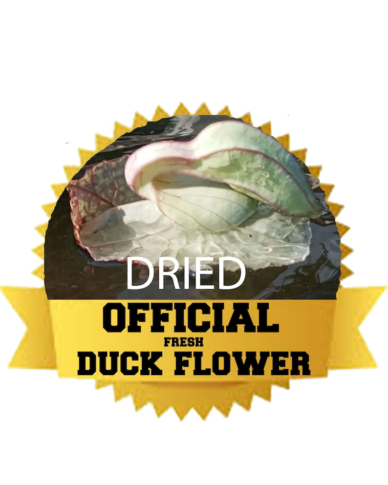 OFFICIAL DUCK FLOWER - Etsy