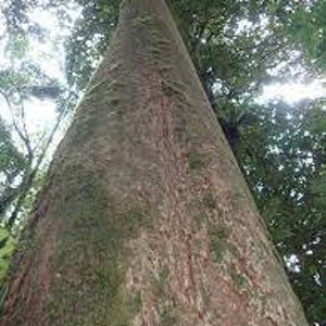 OFFICIAL BOIS BANDE Bark - Etsy