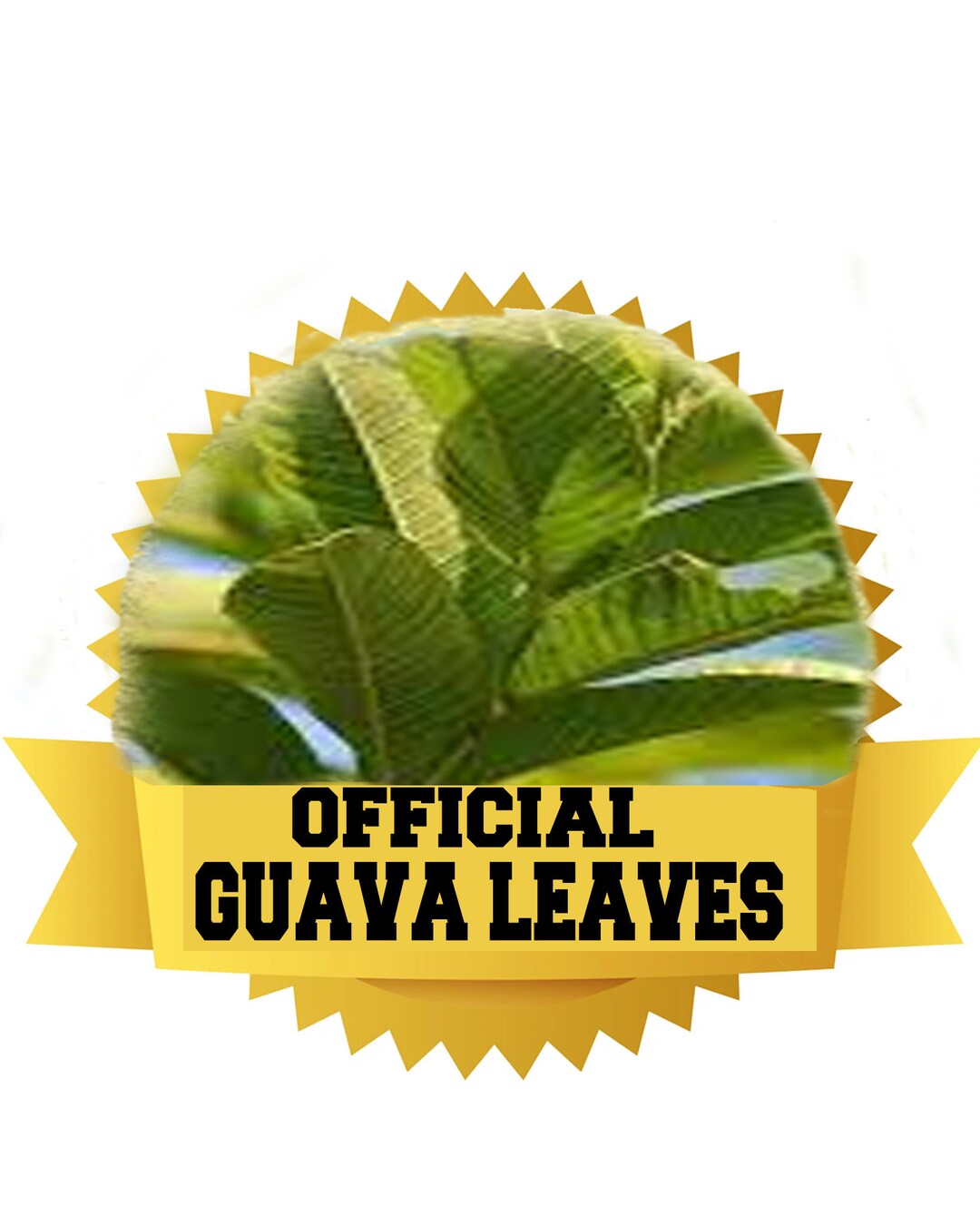 OFFICIAL GUAVA LEAVES - Etsy