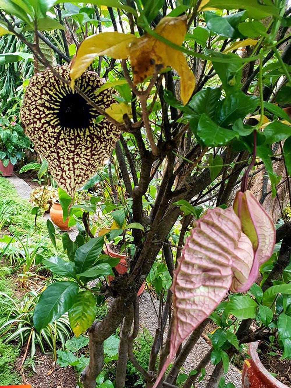 CONTRIBO BARK CAPSULES - Etsy