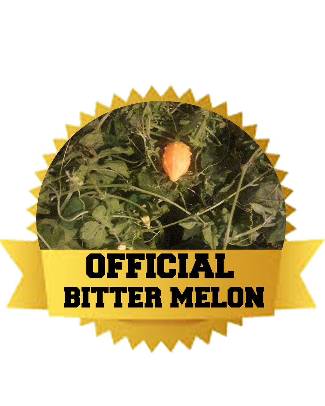 CERASEE/BITTER MELON Herb - Etsy