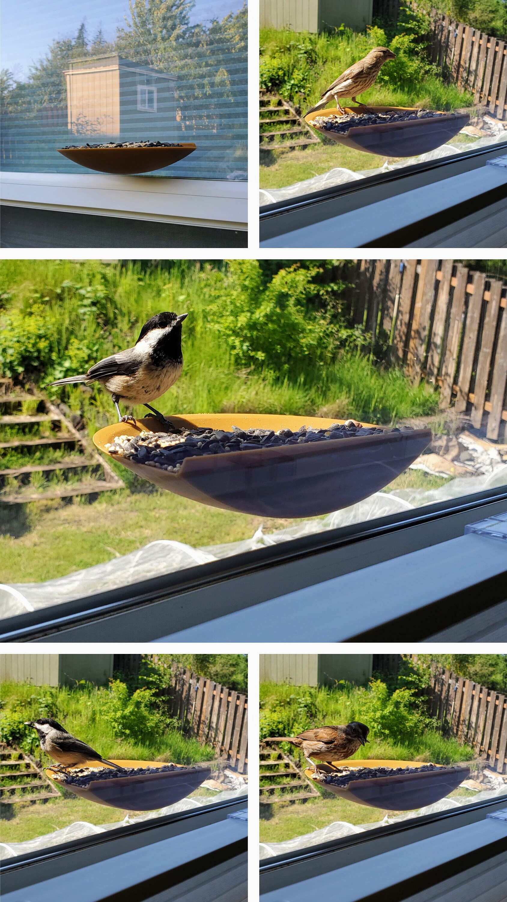 Window Mounted Bird Feeder – Canopy Café, 3D Printed - Etsy