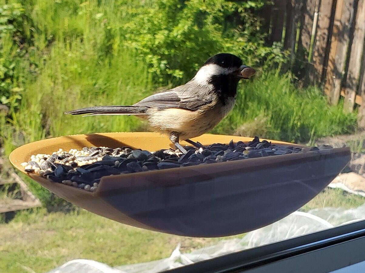 Window Mounted Bird Feeder – Canopy Café, 3D Printed - Etsy