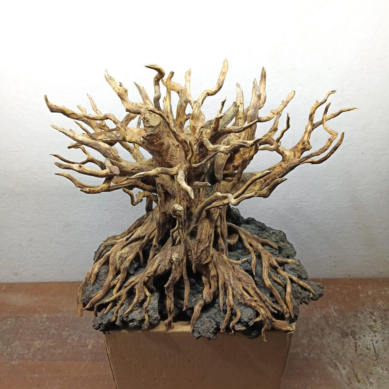 Natural Driftwood Stump, Bonsai Tree Stump, Natural Driftwood, Fish ...