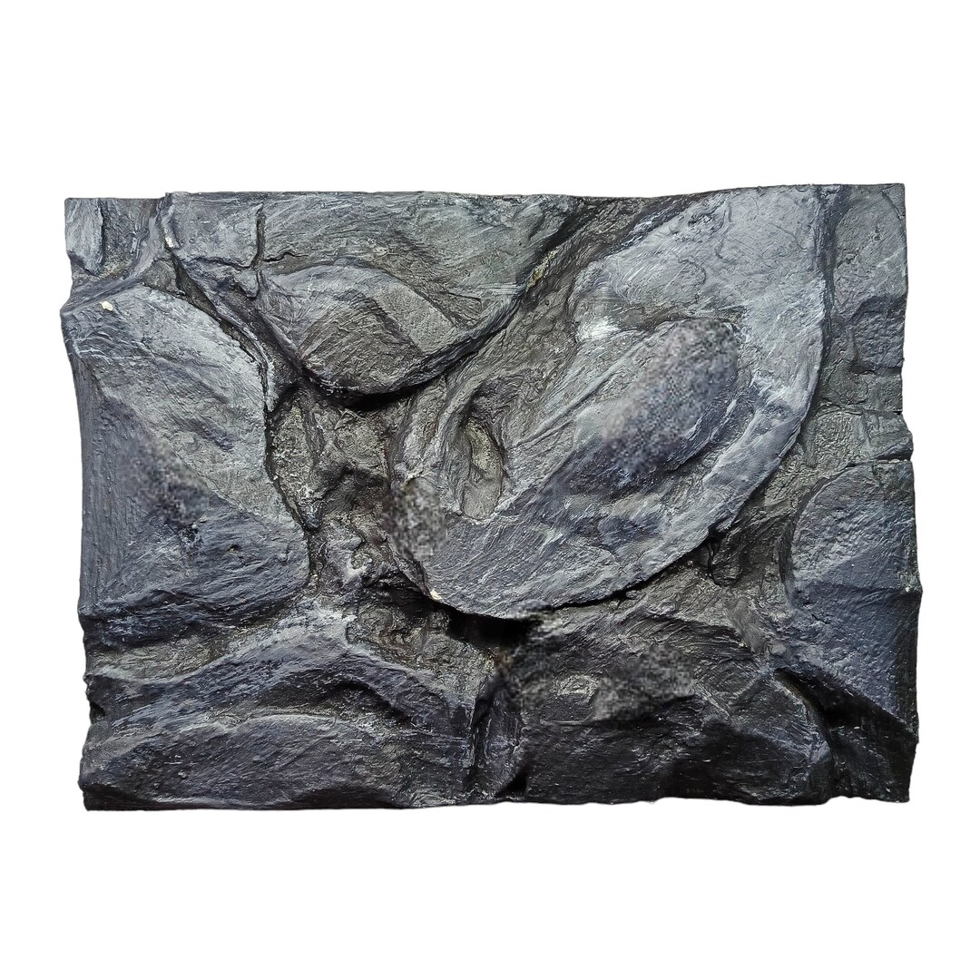 Realistic 3D Background for Aquarium. Suitable for Reptile Tank ...