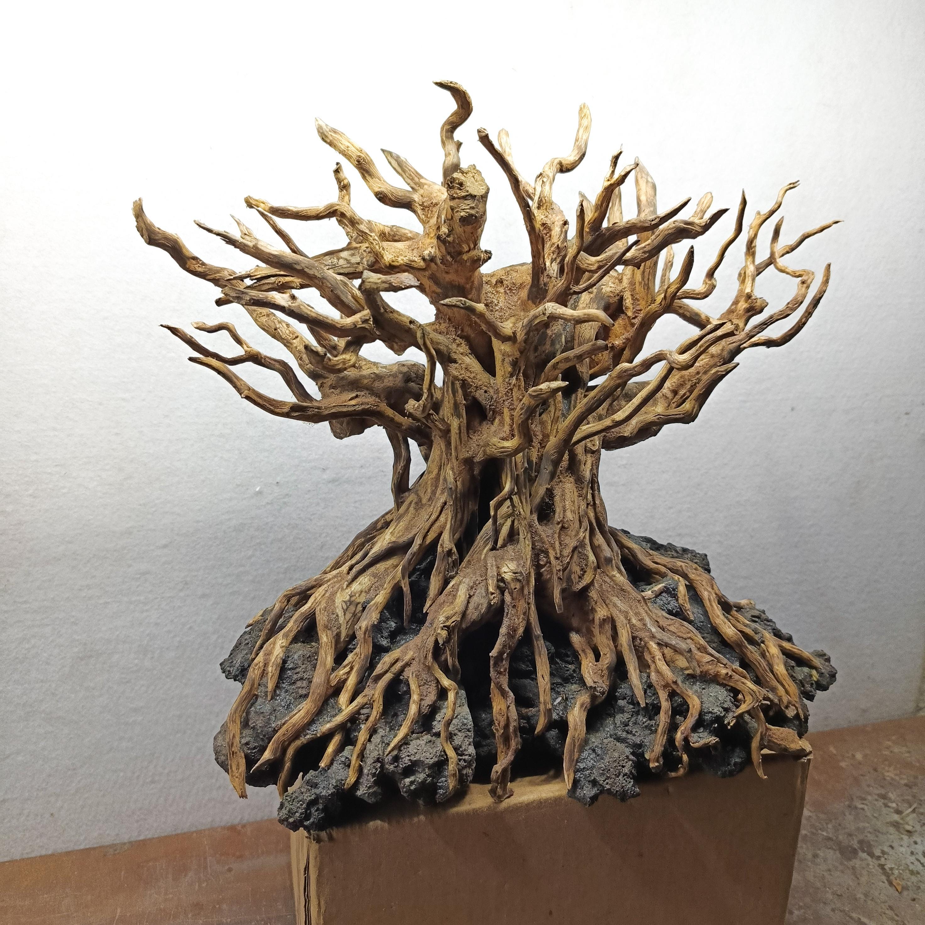 Natural Driftwood Stump, Bonsai Tree Stump, Natural Driftwood, Fish ...
