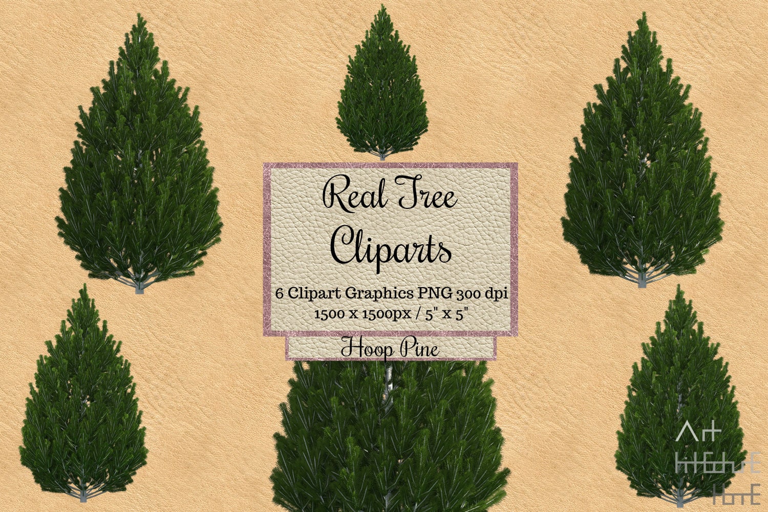 Real Hoop Pine Tree Cliparts, Realistic Tree Overlays Png, Spring Tree ...