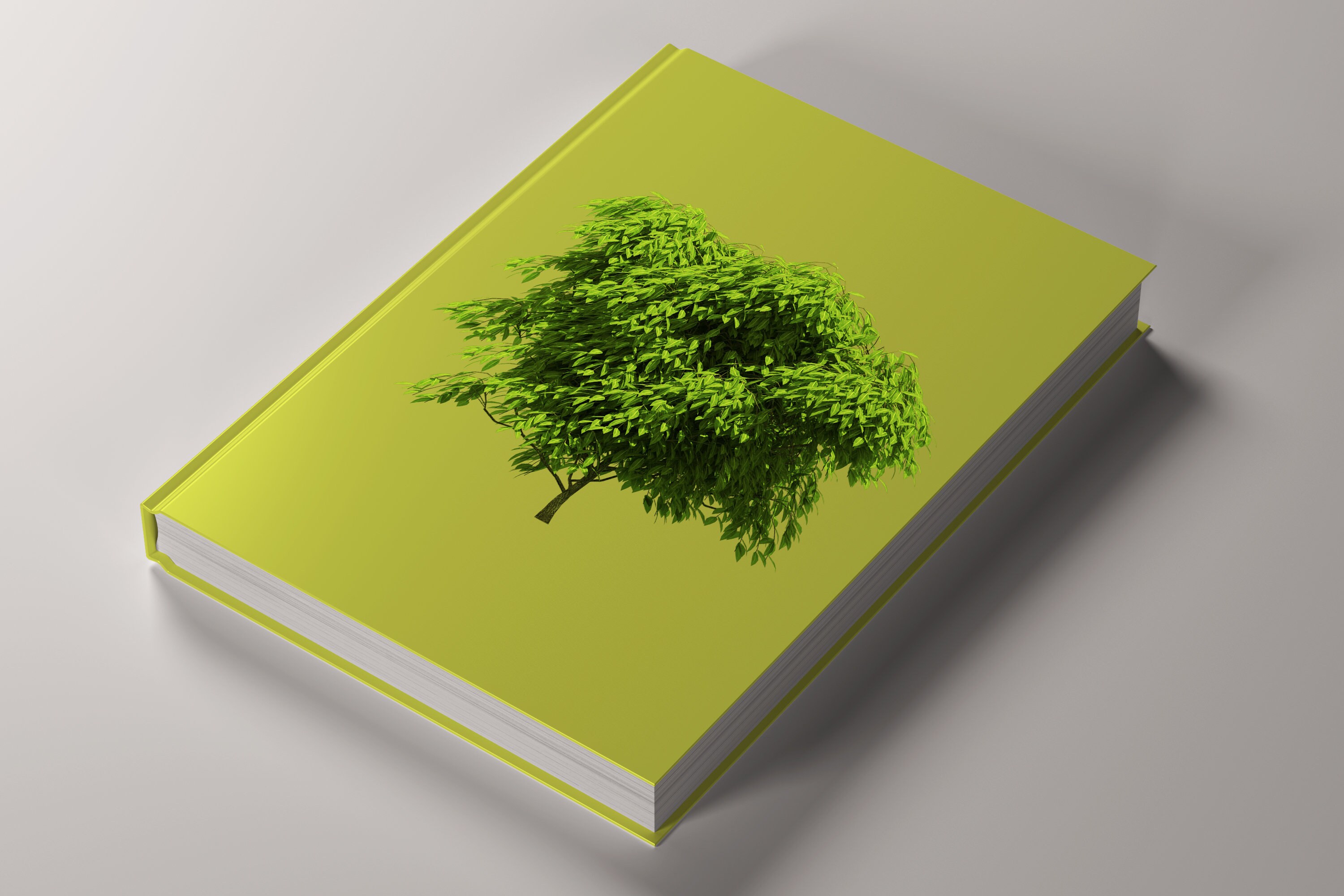 Real Weeping Fig Tree Cliparts, Photorealistic Tree Photoshop Overlays ...