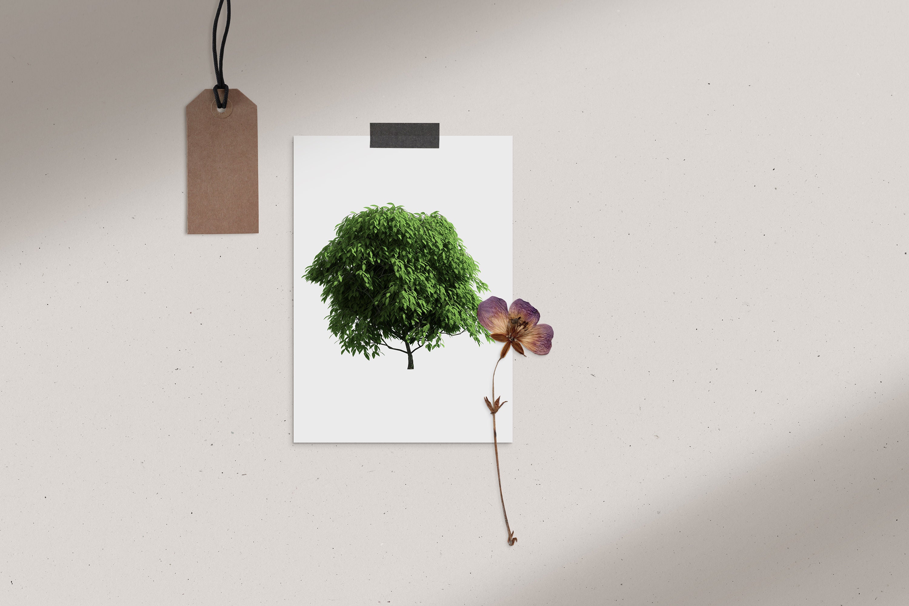 Real Weeping Fig Tree Cliparts, Photorealistic Tree Photoshop Overlays ...