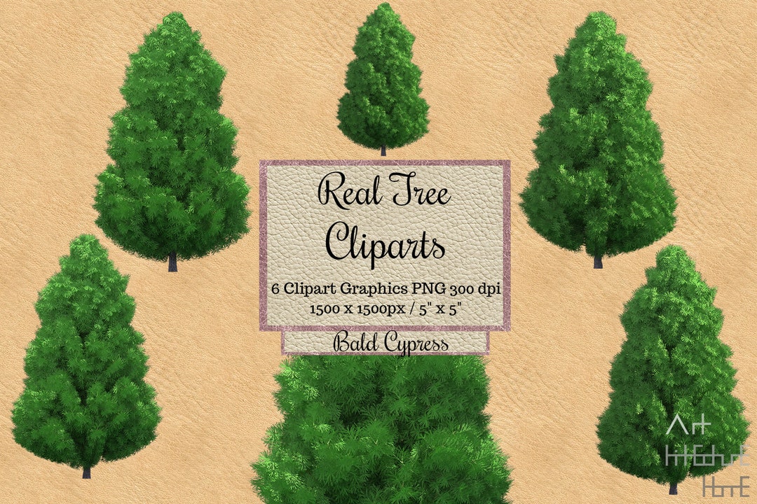 Real Bald Cypress Tree Cliparts, Photoshop Tree Layouts Png, Garden ...