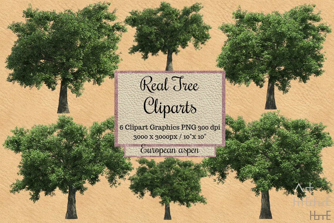 48 Real Tree Cliparts Spring Trees Png Realistic Look Whole - Etsy