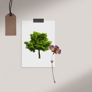 Real Leichhardt Pine Tree Cliparts, Tree Photoshop Overlays, Maple ...