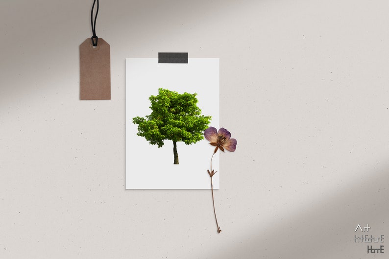 Real Leichhardt Pine Tree Cliparts, Tree Photoshop Overlays, Maple ...