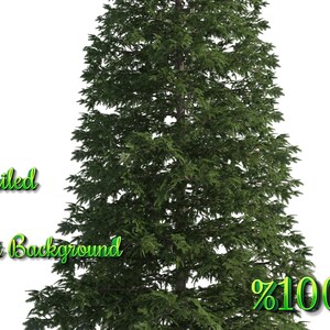 Real Tree Cliparts, Incense Cedar Tree Photoshop Overlay Png, Realistic ...