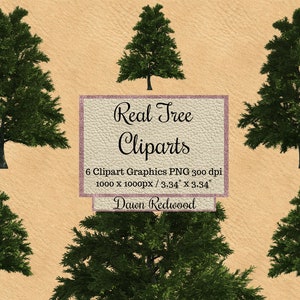 48 Real Tree Cliparts, Photoshop Overlay, Landscape Layout, Garden ...