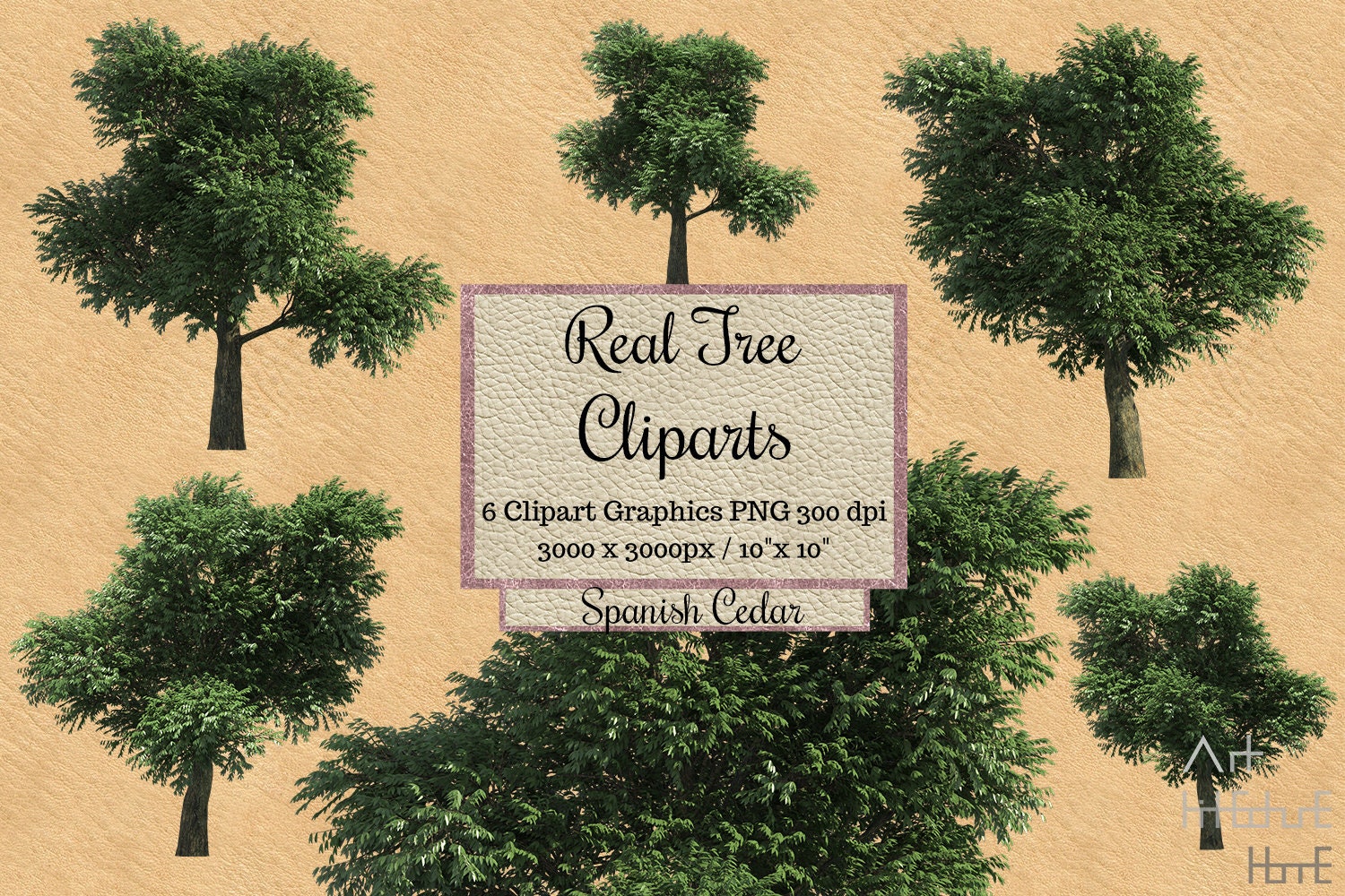 Cedar Tree Leaves Clip Art