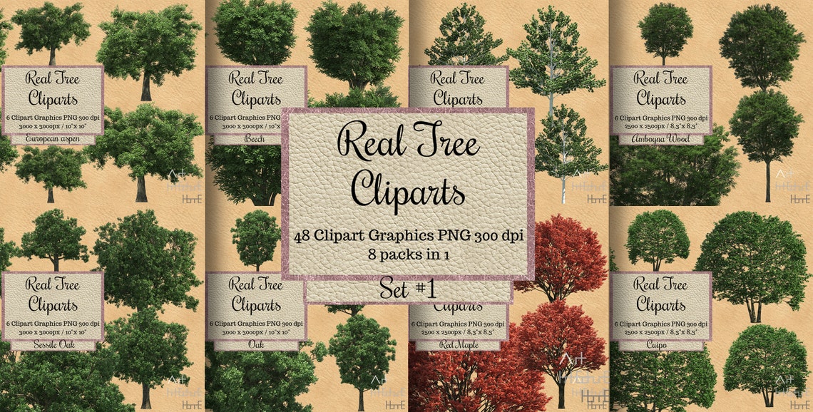 48 Real Tree Cliparts Spring Trees Png Realistic Look Whole - Etsy