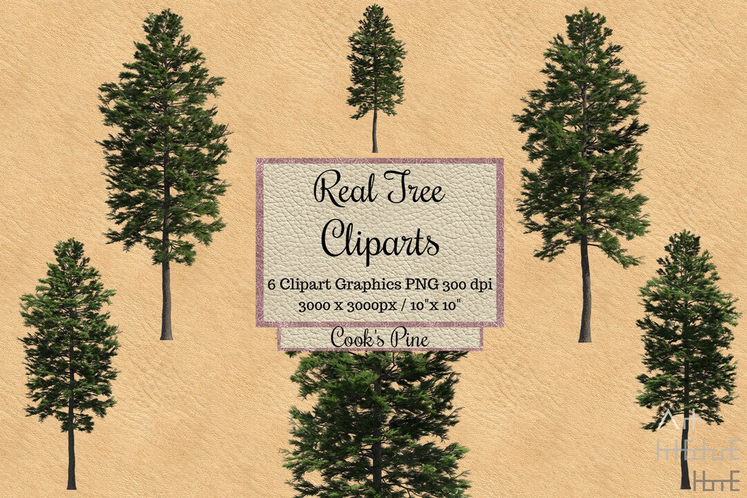 Real Cooks Pine Tree Cliparts, Landscape Layout Transparent Background ...