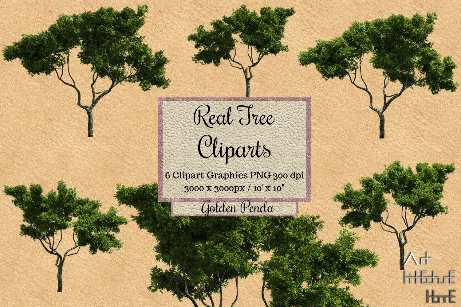 Real Golden Penda Tree Cliparts, Tree Photoshop Overlay, Transparent ...