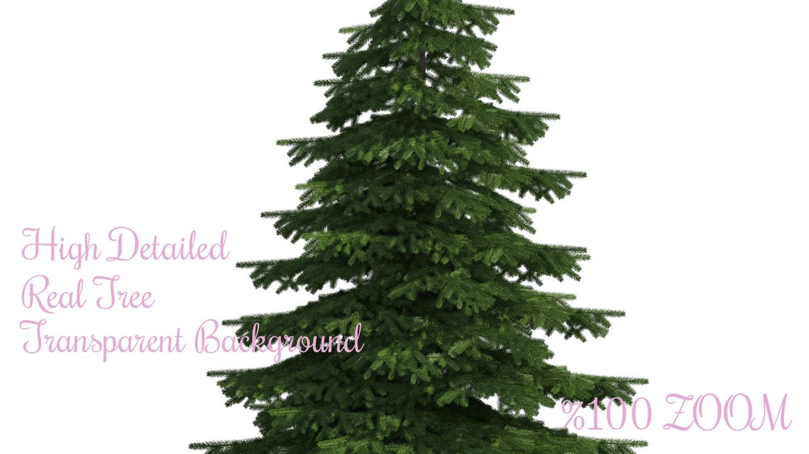 Real Fir Tree Cliparts, Silver Tree Overlays Png, Realistic Look ...