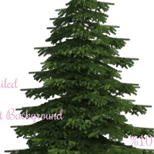 Real Fir Tree Cliparts, Silver Tree Overlays Png, Realistic Look ...