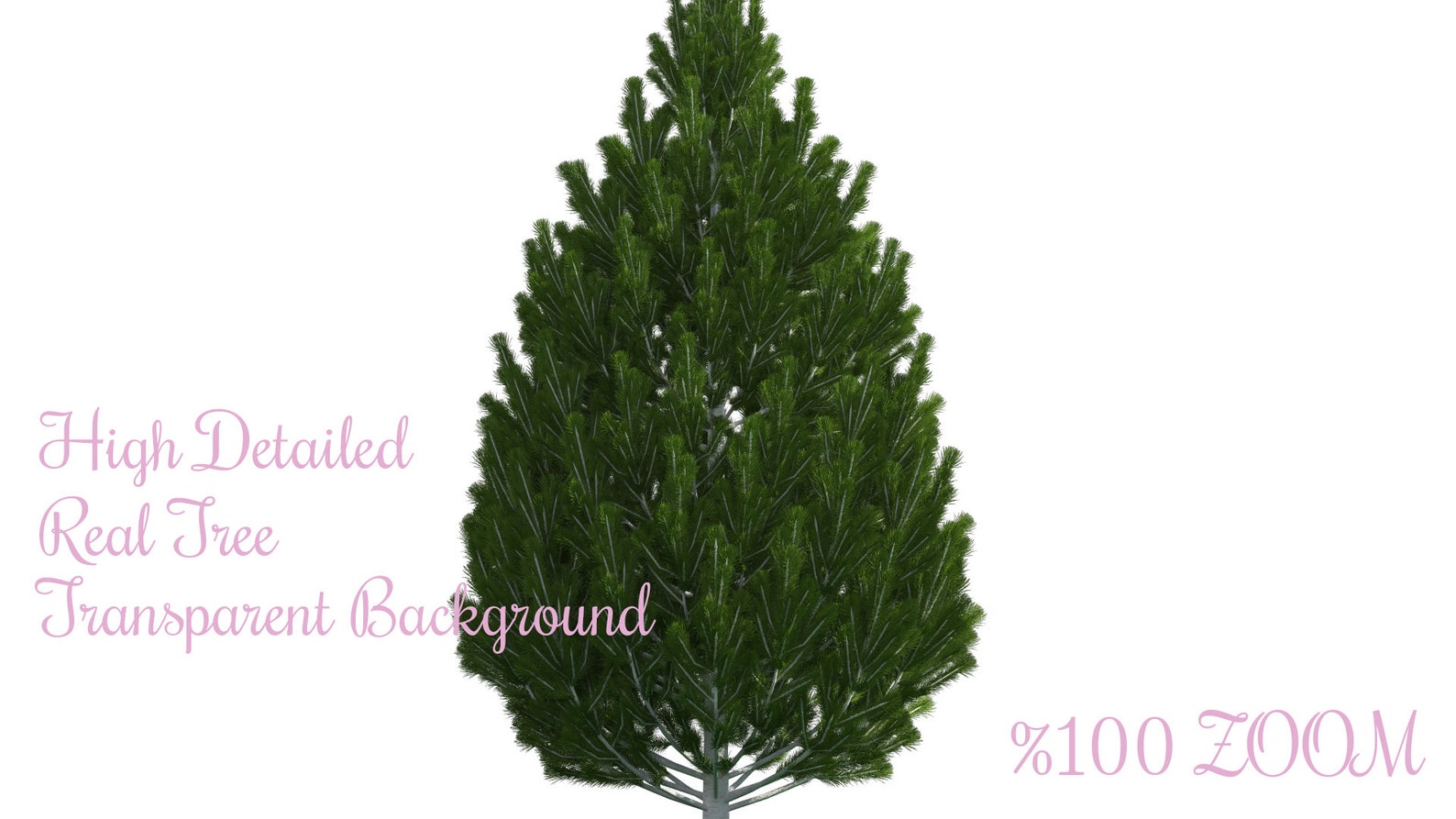 Real Hoop Pine Tree Cliparts, Realistic Tree Overlays Png, Spring Tree ...