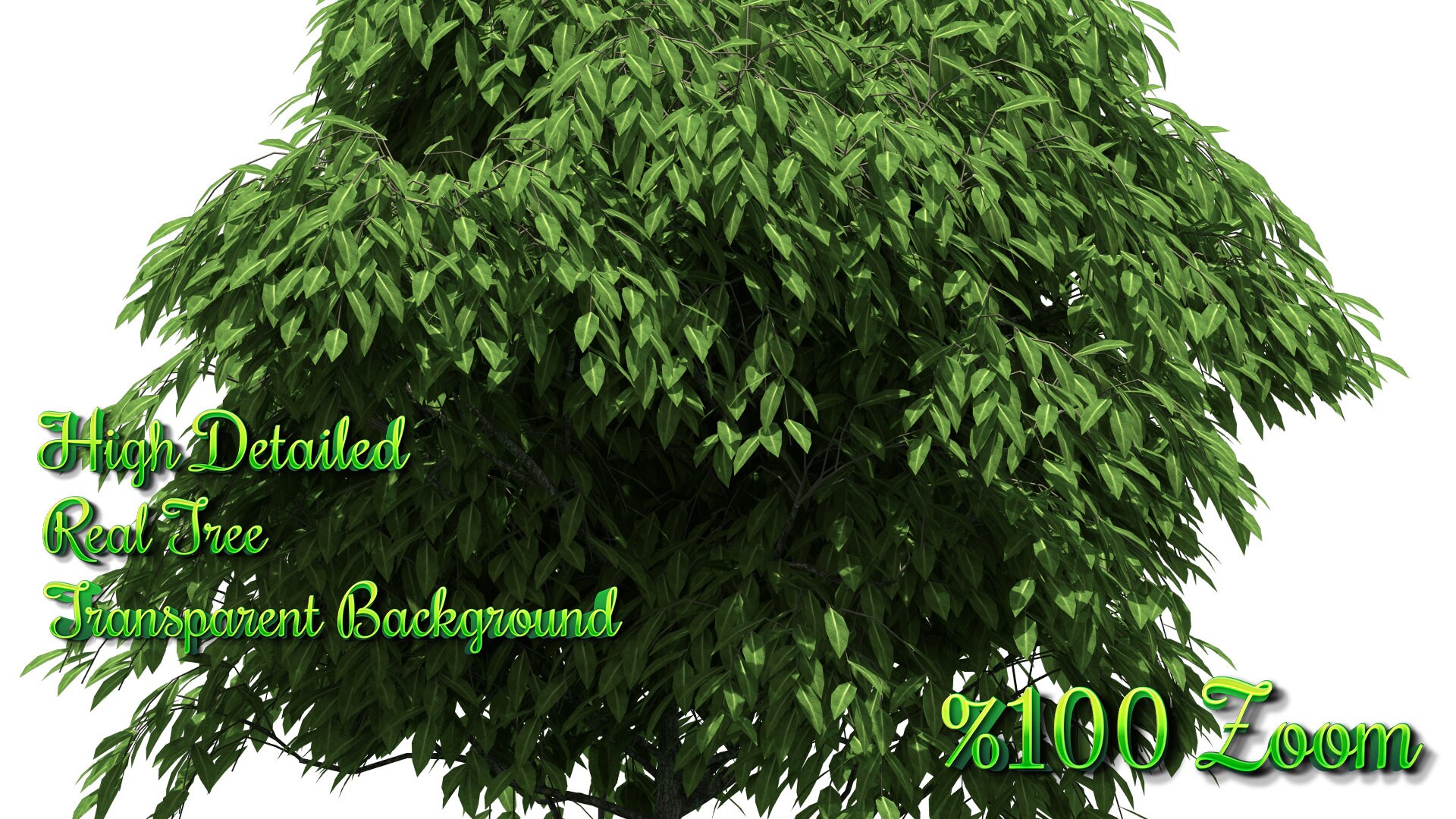 Real Weeping Fig Tree Cliparts, Photorealistic Tree Photoshop Overlays ...