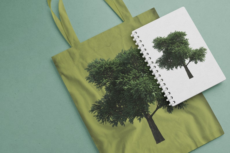 Real Cedar Tree Cliparts, Spanish Cedar Overlay Png, Realistic Look ...