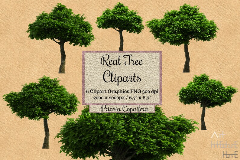 48 Real Tree Cliparts, Photoshop Overlay, Landscape Layout, Garden ...