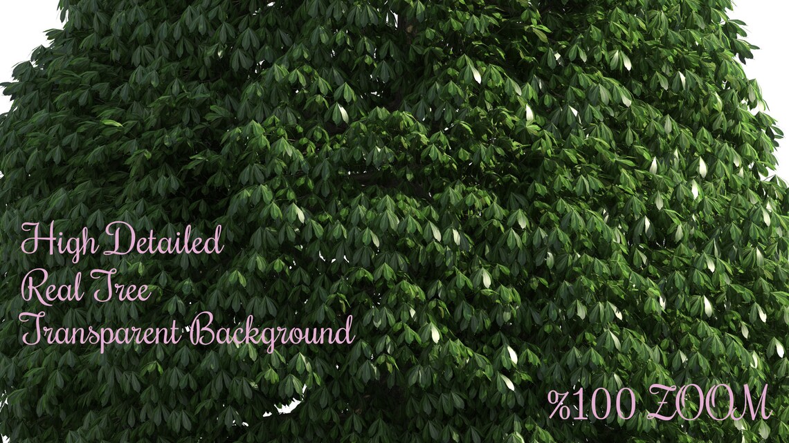 Real Chestnut Tree Cliparts, Photoshop Trees Overlay Png, Realistic ...