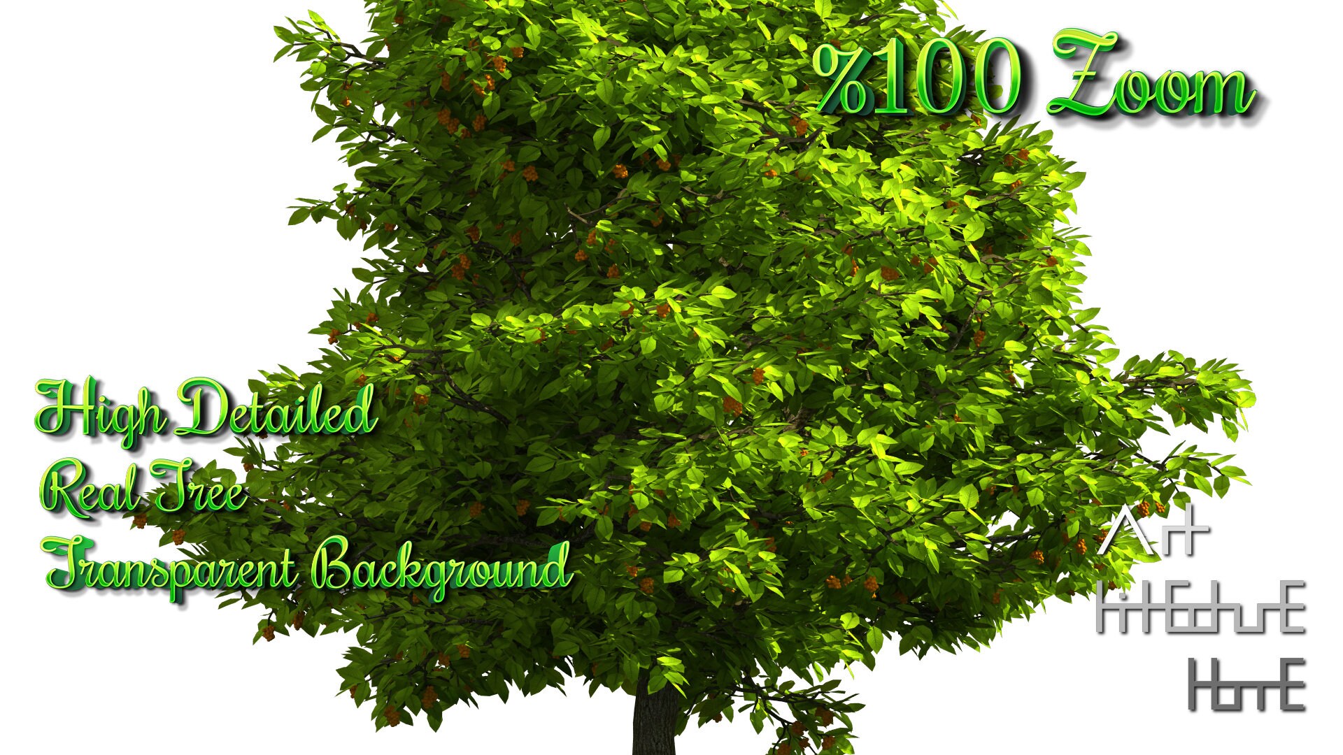 Real Leichhardt Pine Tree Cliparts, Tree Photoshop Overlays, Maple ...