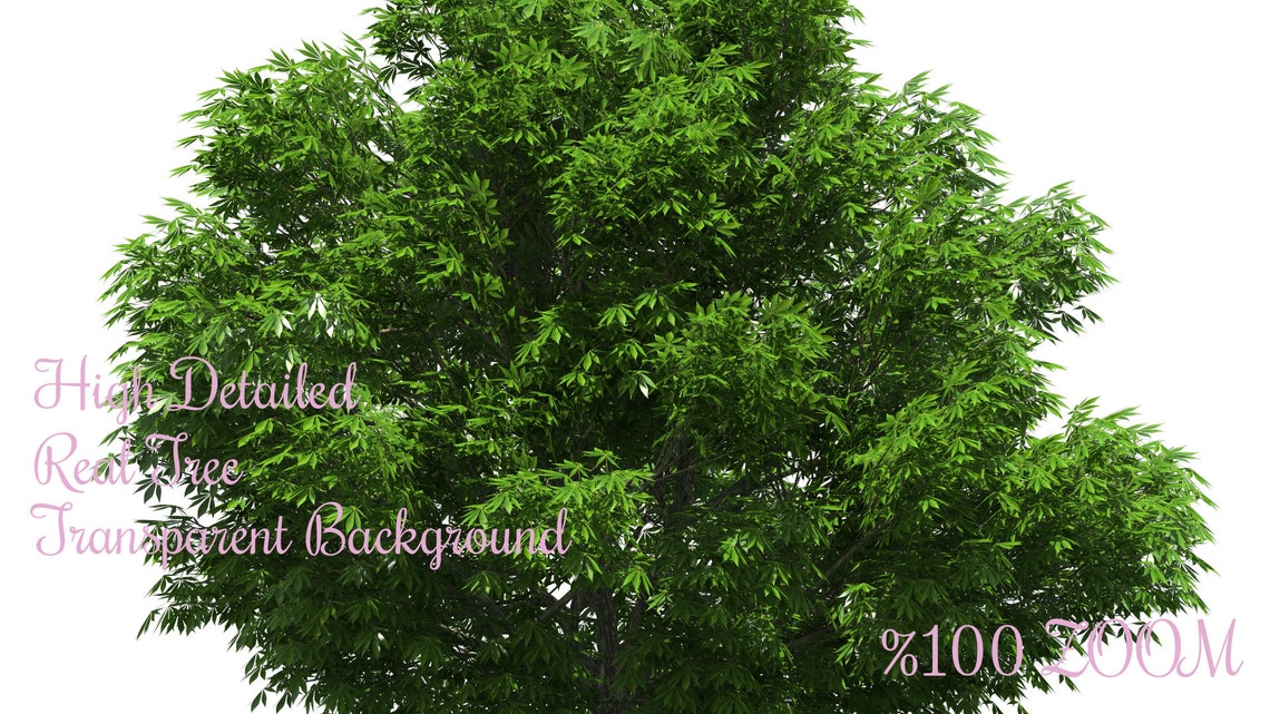 Real Ash Tree Cliparts, Realistic Ash Overlay Bundles Png, Tree ...