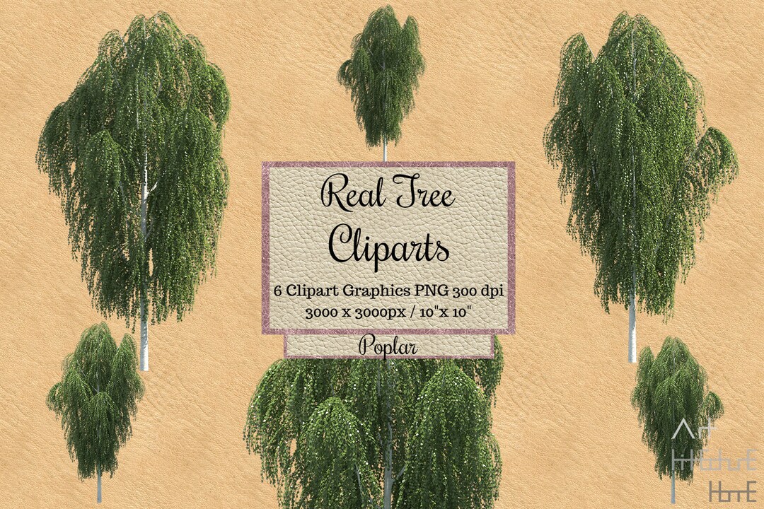 Real Poplar Tree Cliparts, Realistic Trees Overlay Png, Green Tree ...