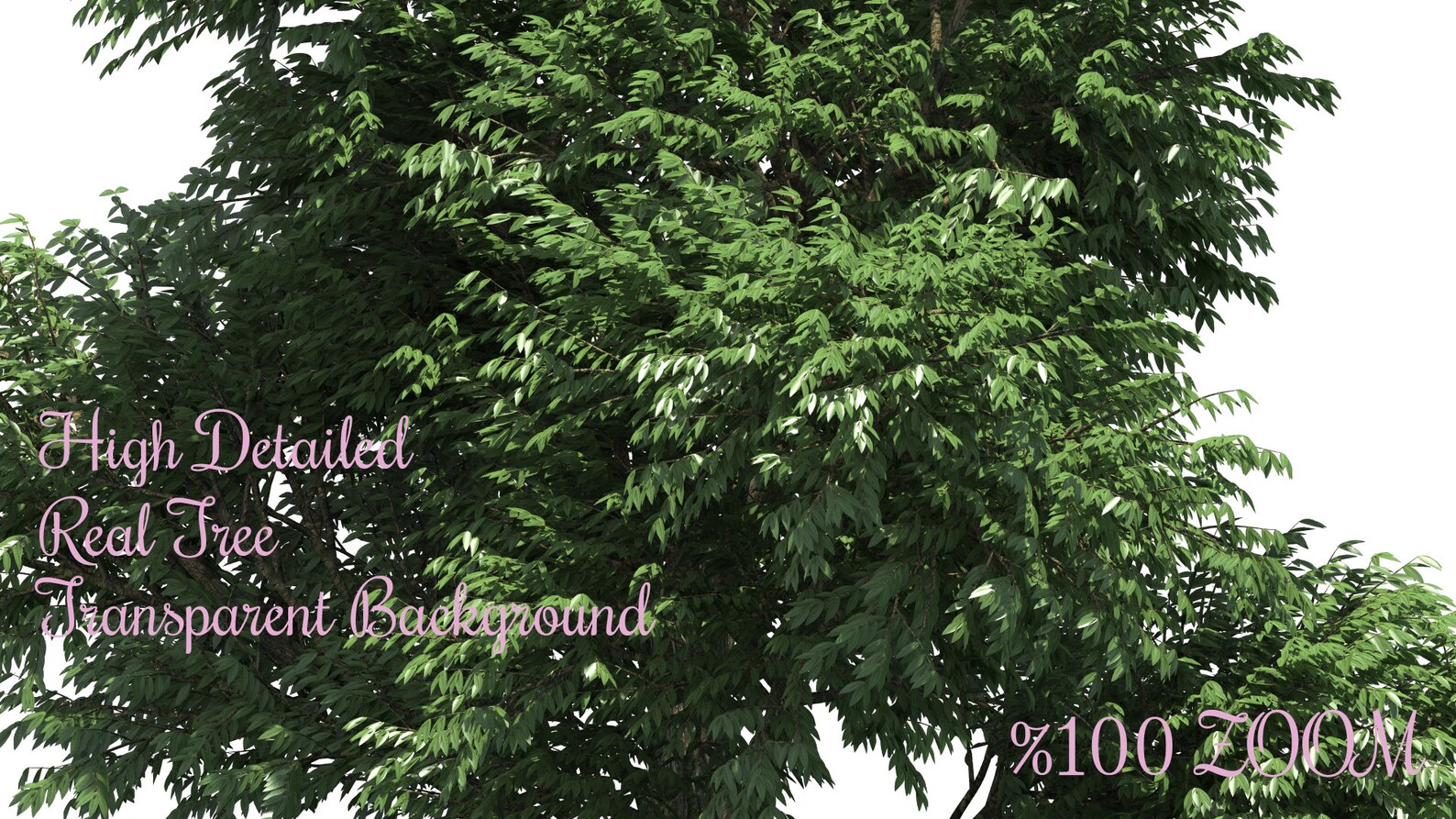 48 Real Tree Cliparts Png Transparent Overlay Background, Spring Trees ...