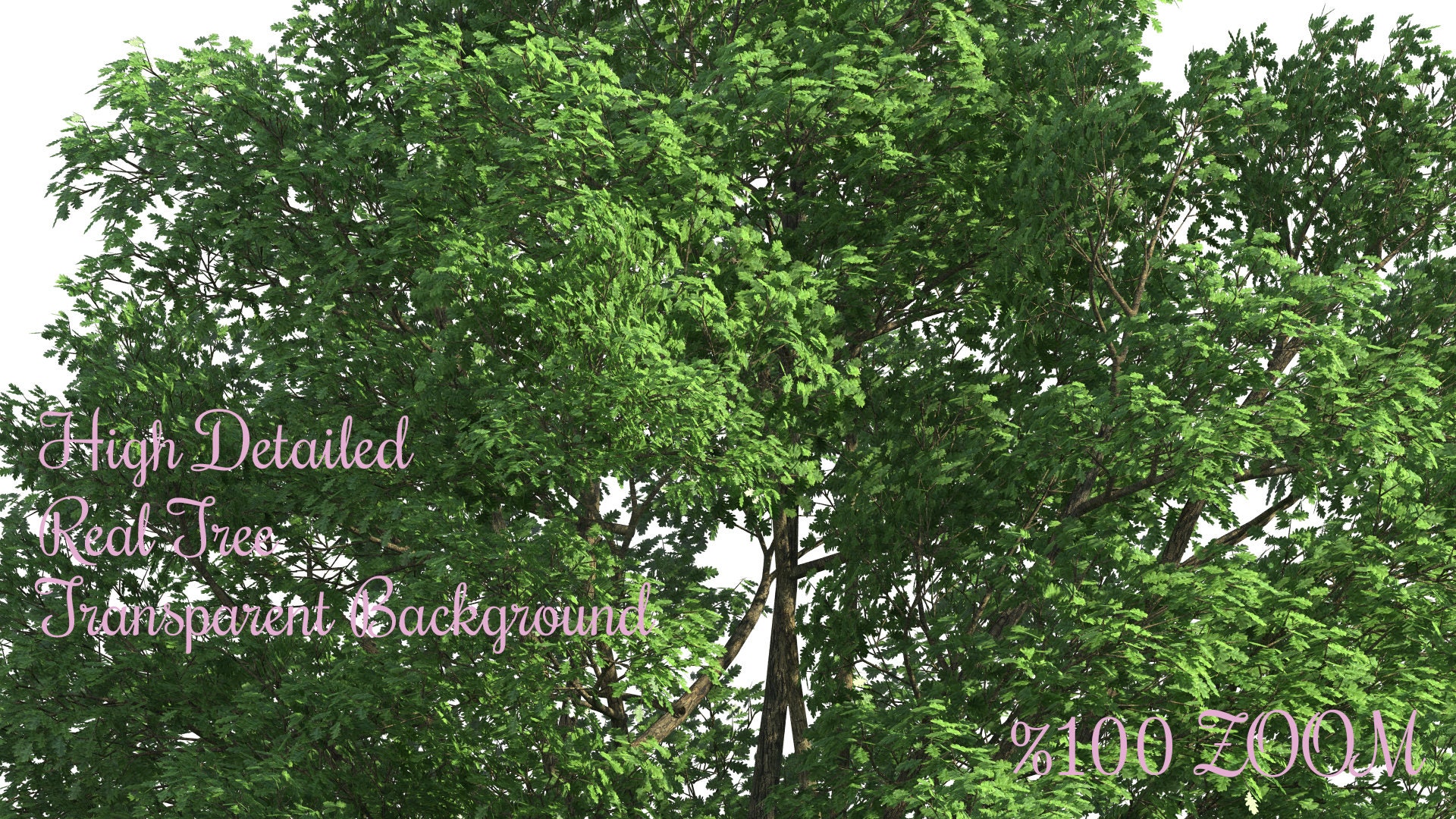 Real Walnut Tree Cliparts, Black Walnut Trees Png, Realistic Look Tree ...