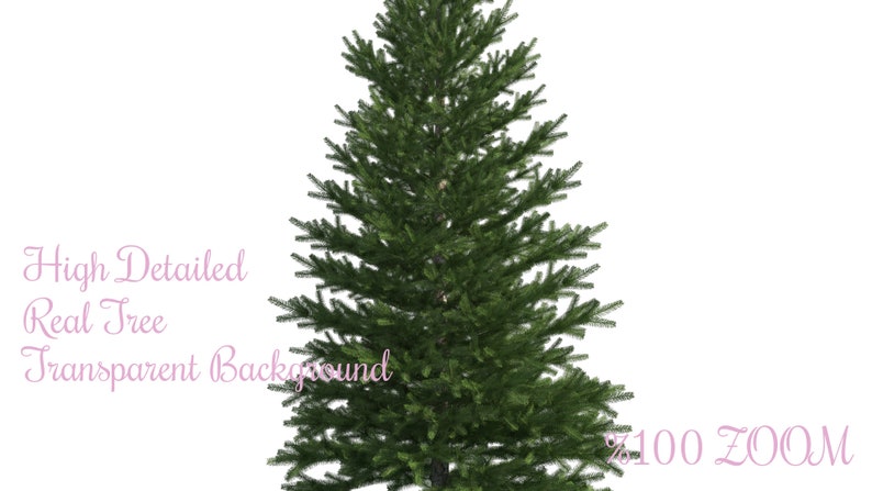 Real Fir Tree Cliparts, Siberian Tree Overlays Png, Realistic Look ...