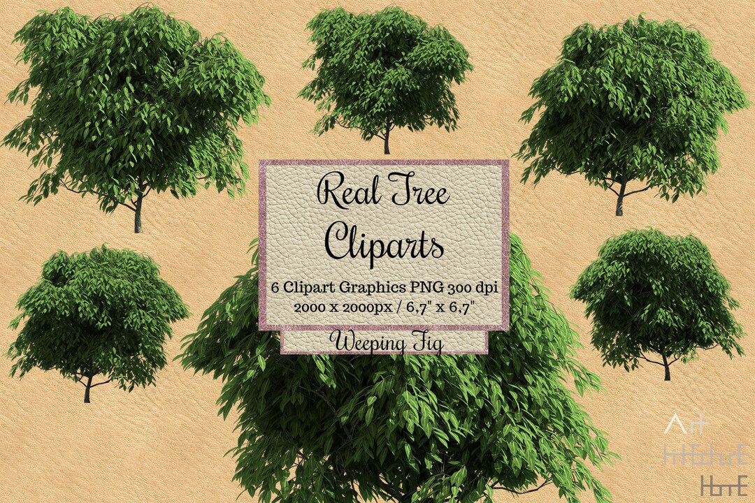 Real Weeping Fig Tree Cliparts, Photorealistic Tree Photoshop Overlays ...