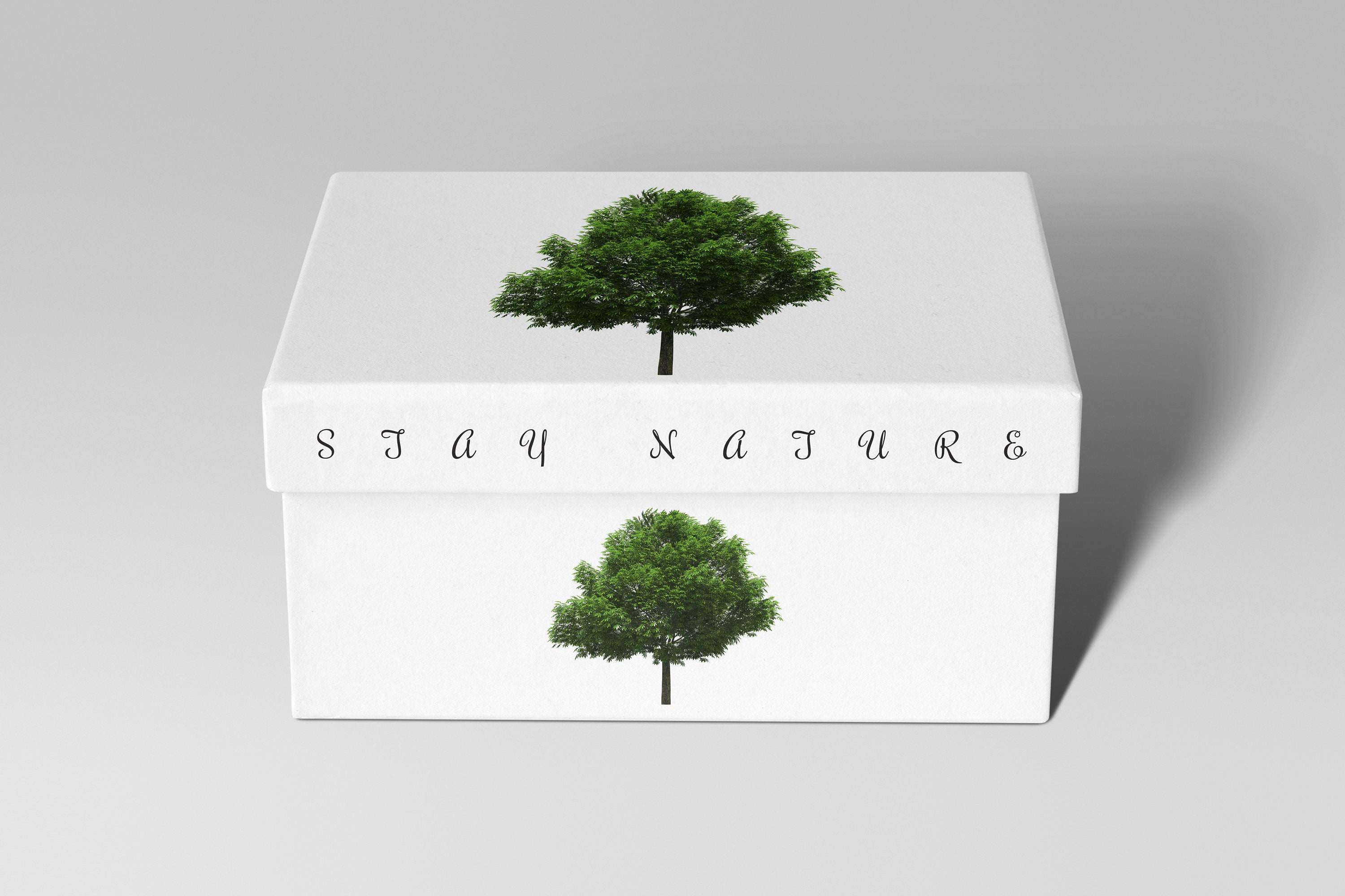 Real Ash Tree Cliparts, Realistic Ash Overlay Bundles Png, Tree ...