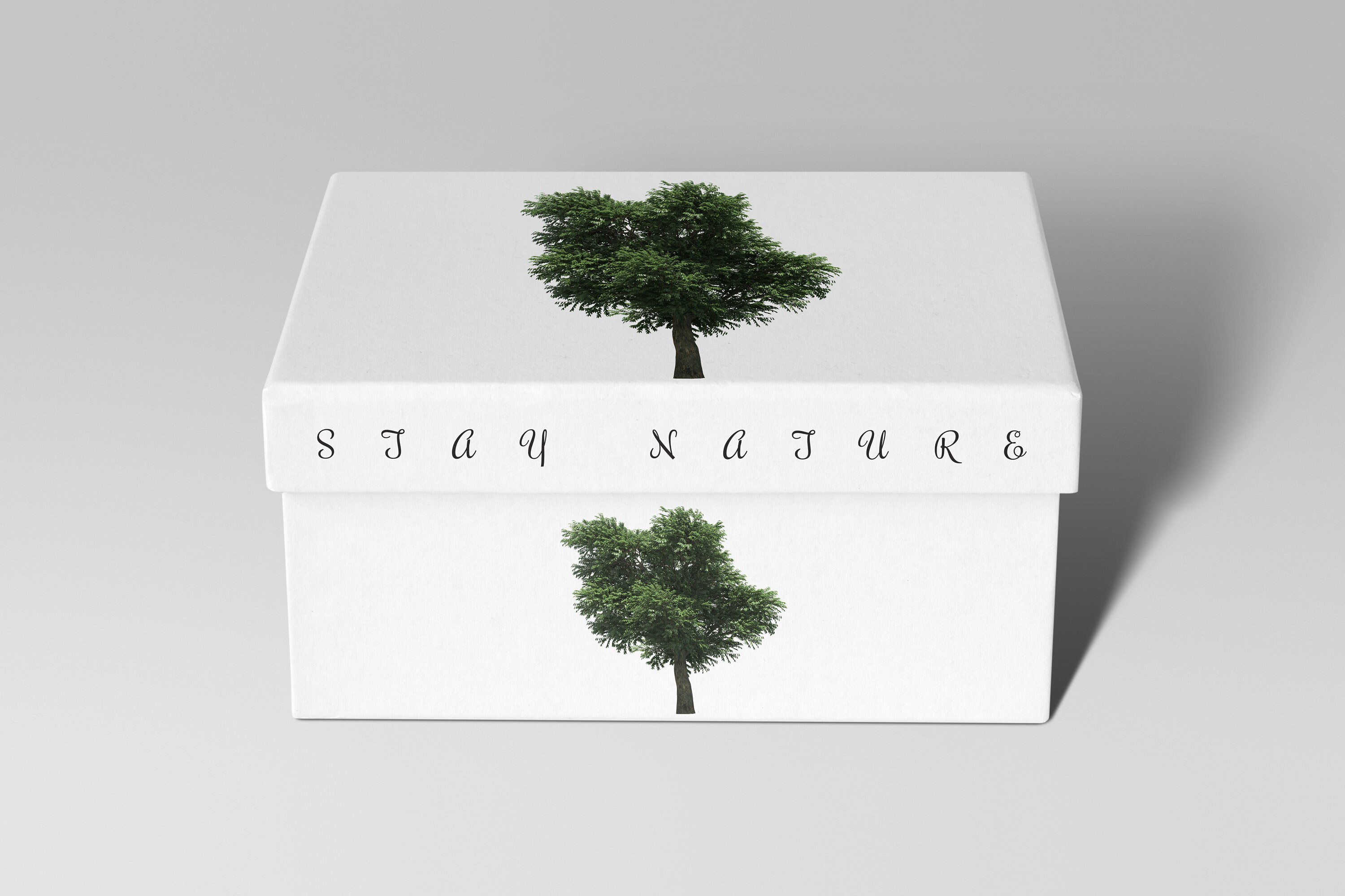Real Cedar Tree Cliparts, Spanish Cedar Overlay Png, Realistic Look ...