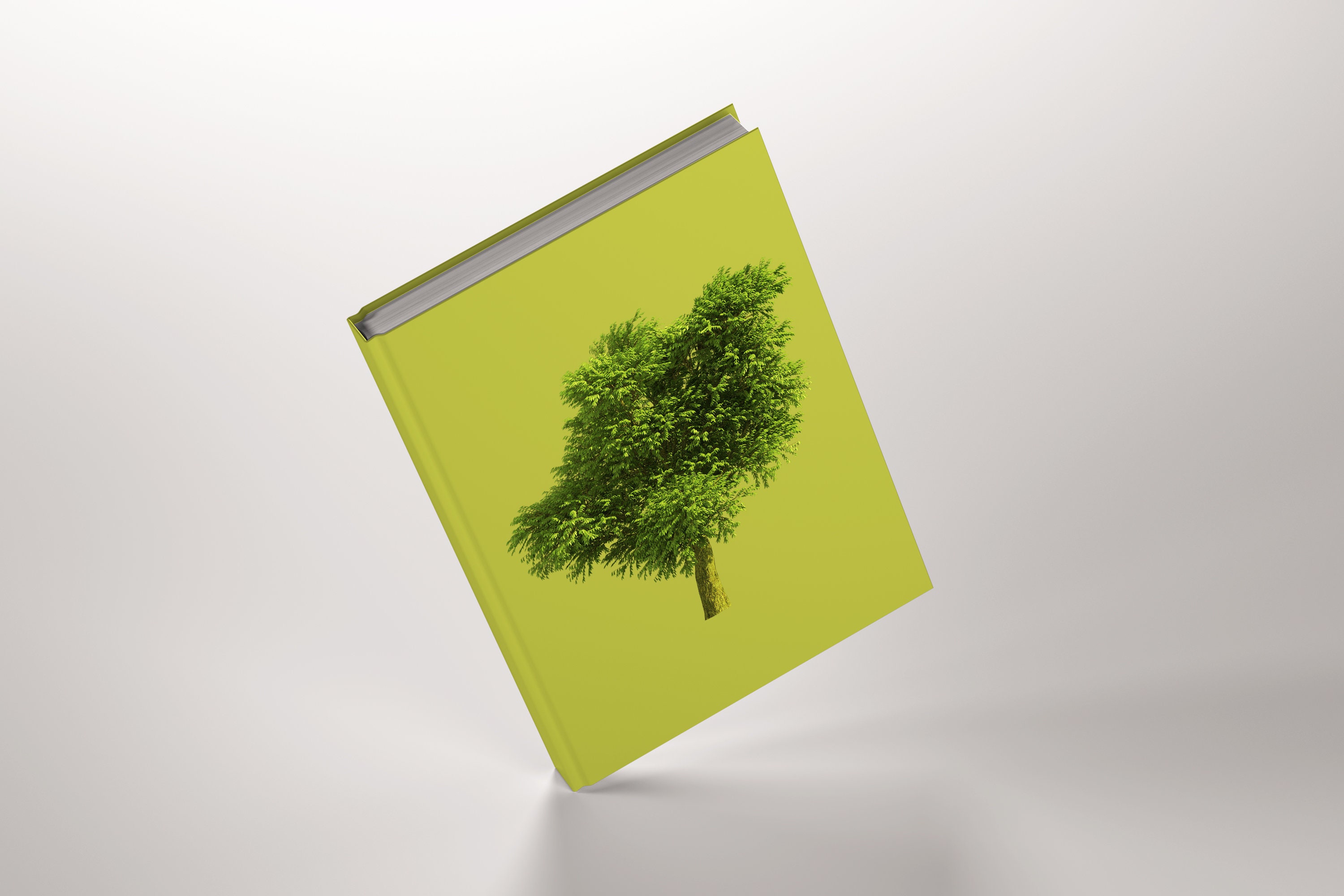 Real Cedar Tree Cliparts, Spanish Cedar Overlay Png, Realistic Look ...