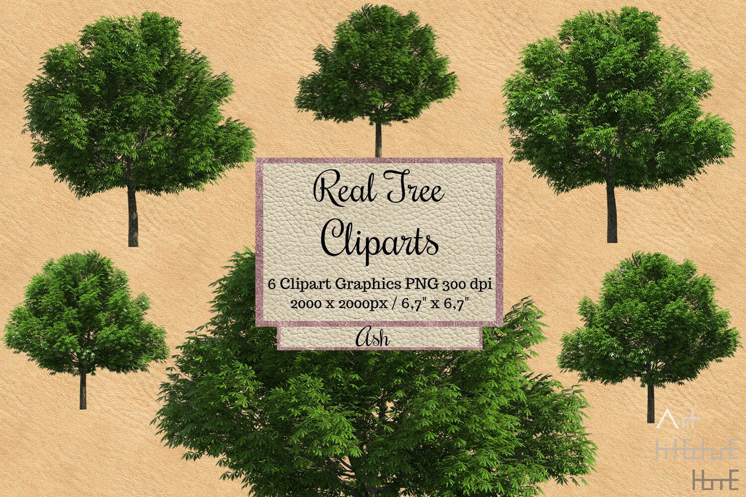 Real Ash Tree Cliparts, Realistic Ash Overlay Bundles Png, Tree ...