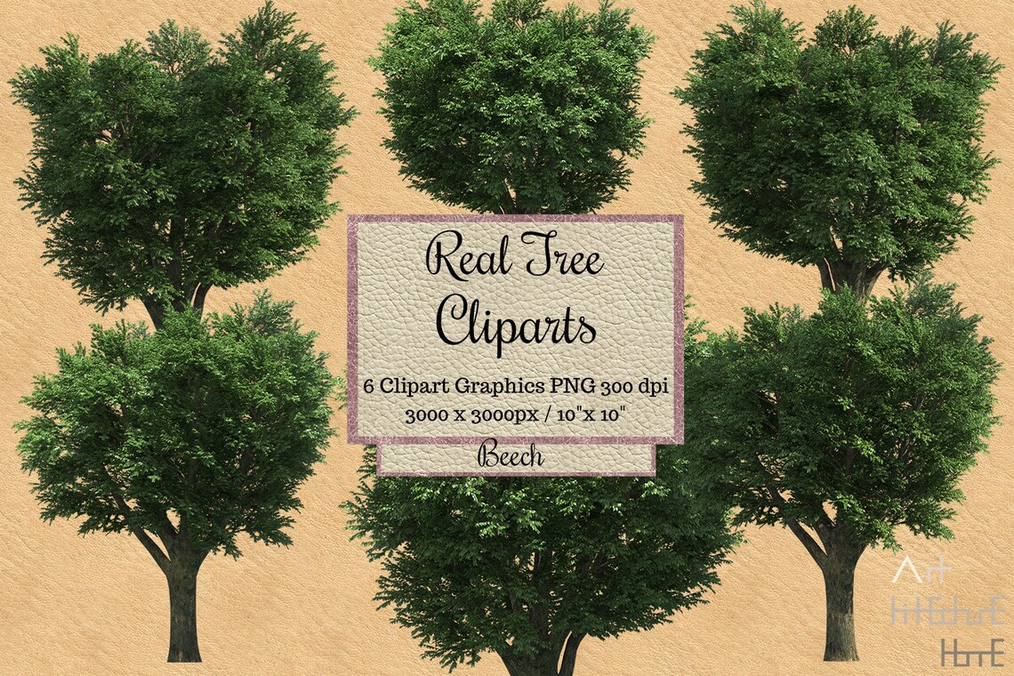 48 Real Tree Cliparts Spring Trees Png Realistic Look Whole - Etsy