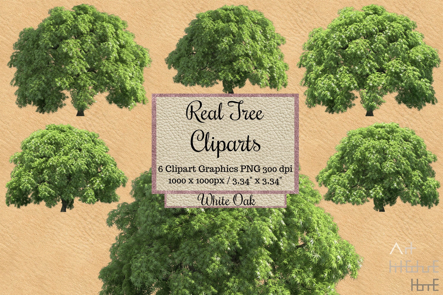 Real Tree Cliparts, White Oak Tree Photoshop Overlays Png, Realistic ...