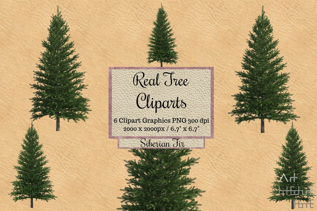 Real Fir Tree Cliparts, Siberian Tree Overlays Png, Realistic Look ...