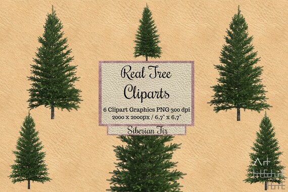 Real Fir Tree Cliparts Siberian Tree Overlays Png Realistic | Etsy