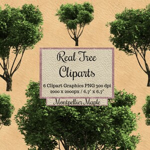 48 Real Tree Cliparts, Photoshop Overlay, Landscape Layout, Garden ...